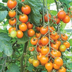 Yellow pear shaped (cherrytomaat) - Tomaten - 100%natural